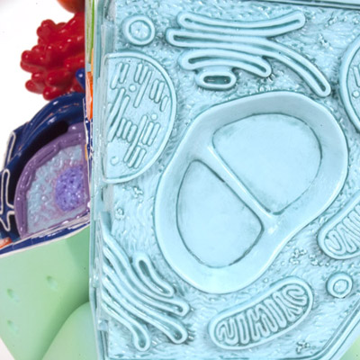 Plant Cell Model - LabWorld.co.uk